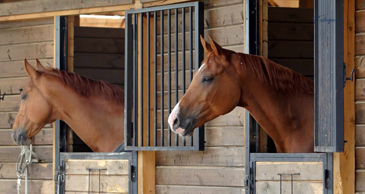 Horse Breeding Basics: Where to Start? - fidarfeed