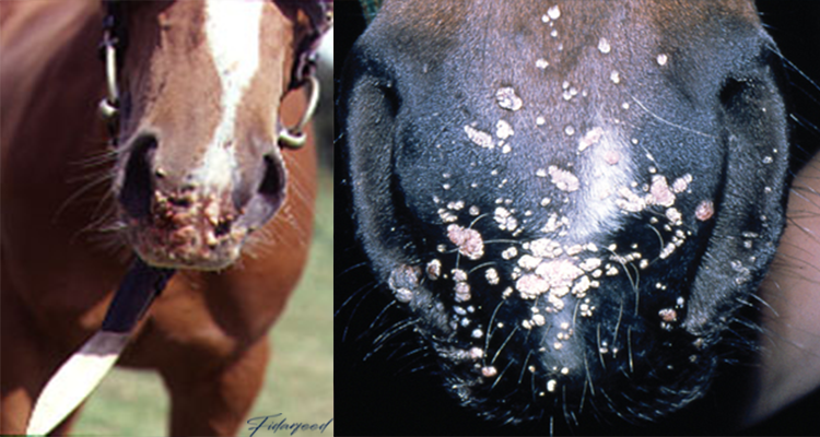 Equine Papillomatosis (Horse Warts): Complete Guide to Causes, Symptoms, and Treatment - fidarfeed