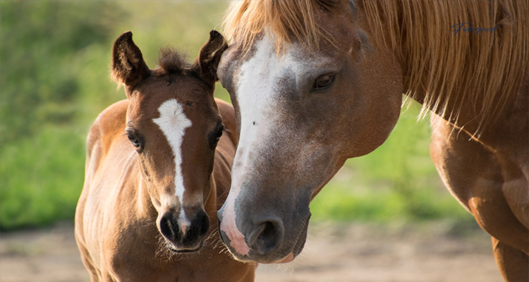 Horse Breeding Basics: Where to Start? - fidarfeed