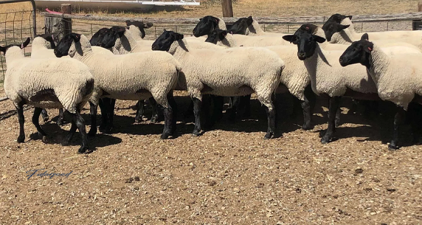 Comprehensive Beginner's Guide to Sheep Farming - fidarfeed