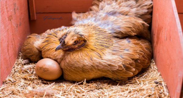 Growth Stages from Chicks to Laying Hens - fidarfeed