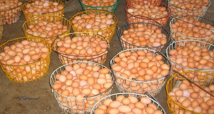 The Egg Production Cycle: From Laying to Market - fidarfeed