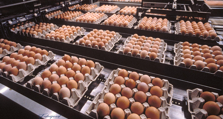 The Egg Production Cycle: From Laying to Market - fidarfeed