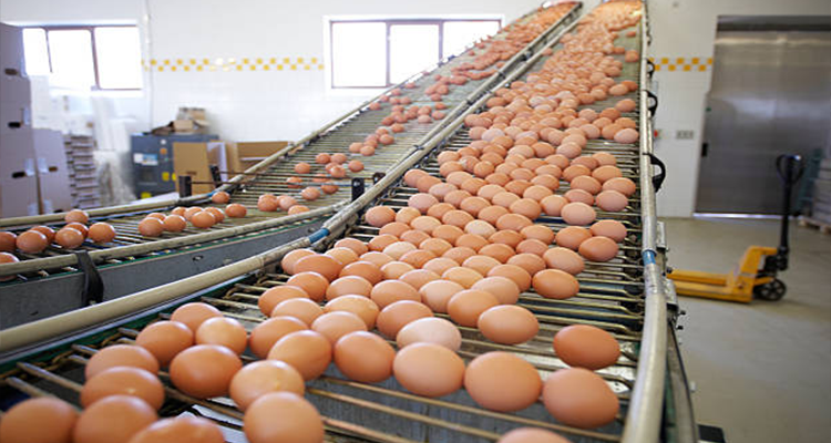 The Egg Production Cycle: From Laying to Market - fidarfeed