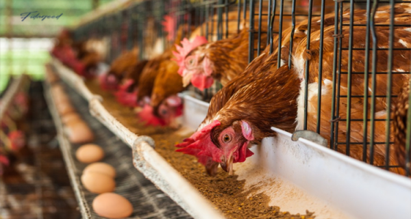 The Egg Production Cycle: From Laying to Market - fidarfeed