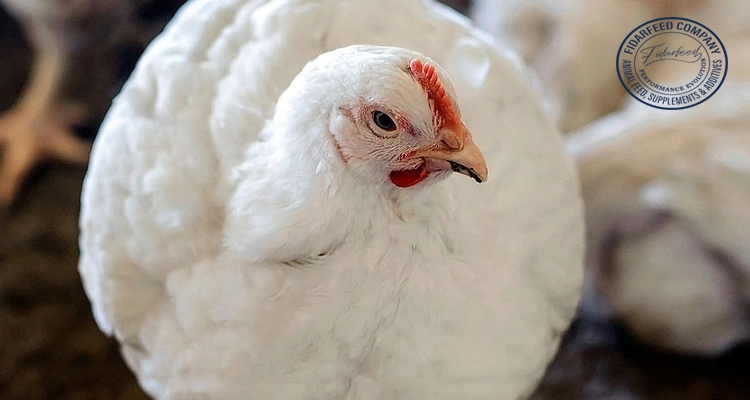 Ross 308 vs. Cobb 500: Which Broiler Breed is Right for You? - fidarfeed